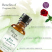 Red Roses Fragrance Oil - Premium Fragrance Oil Online | Abbey & Sullivan